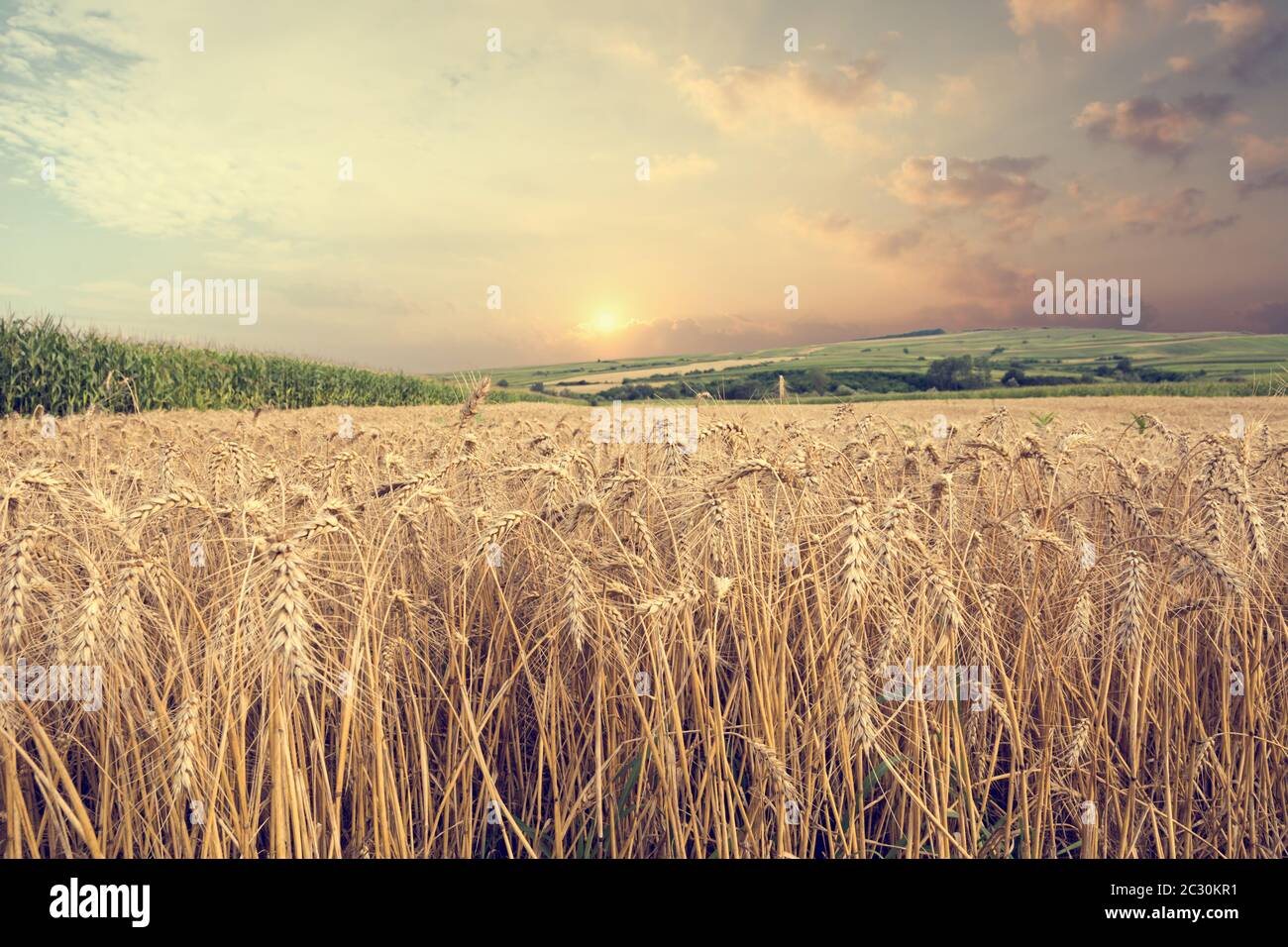 Wheat field against beautiful sunset hi-res stock photography and ...