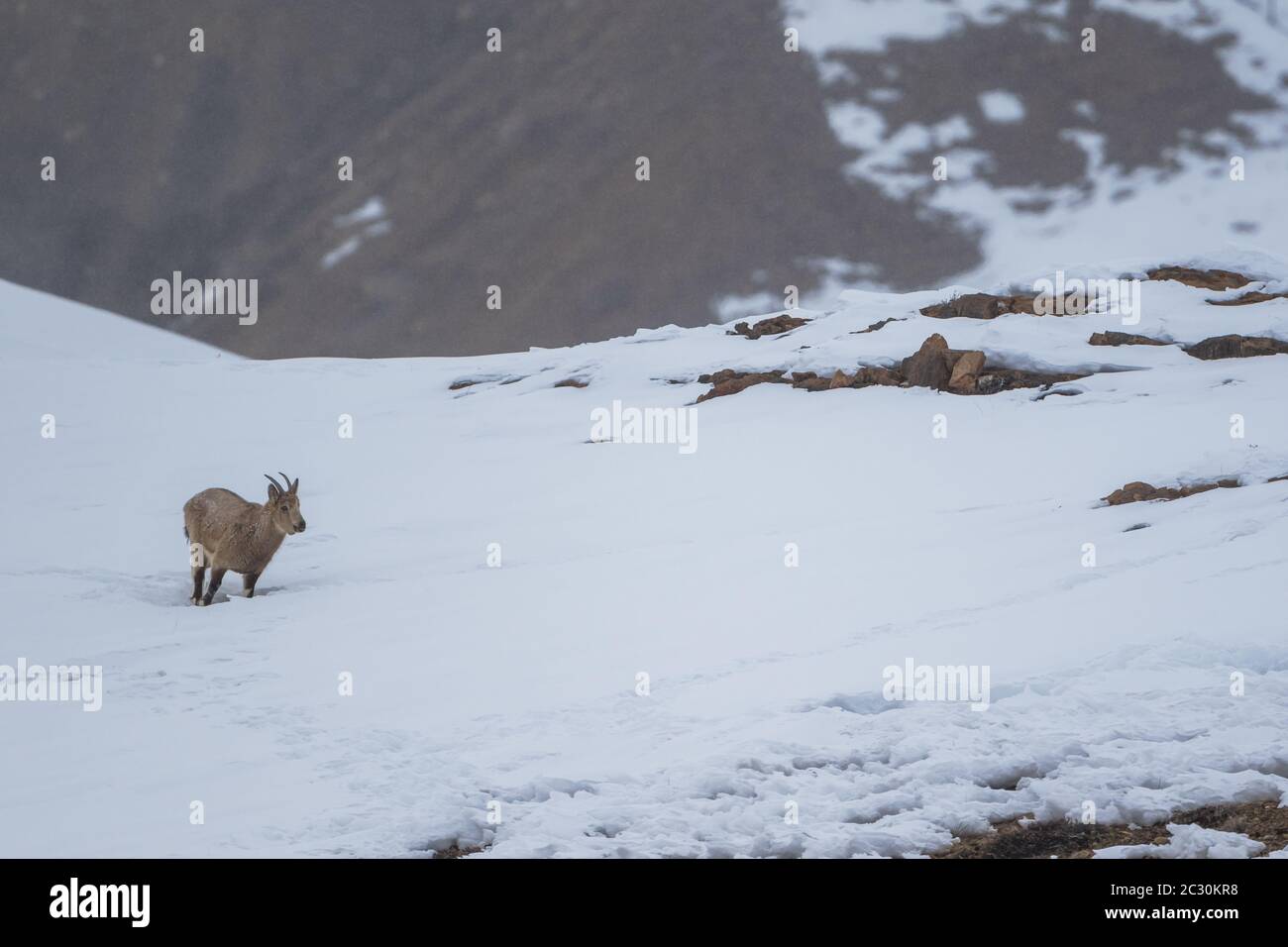 The Himalayan Ibex (Capra sibirica hemalayanus) in the himalaya ...