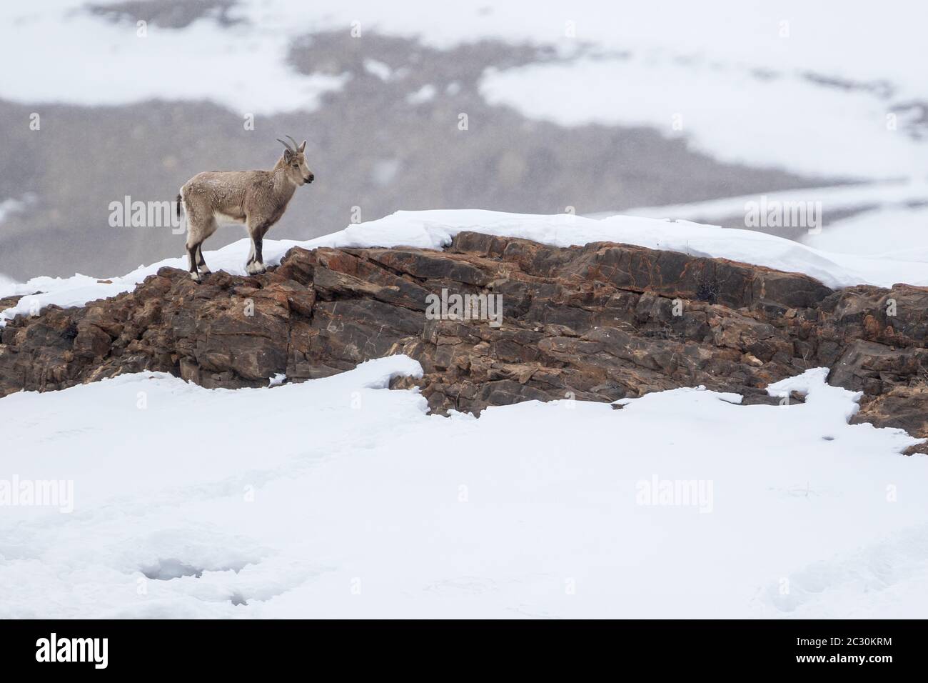 The Himalayan Ibex (Capra sibirica hemalayanus) in the himalaya ...