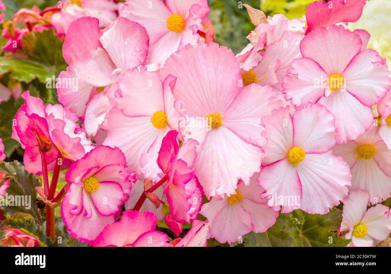 Pink flower begonia hi-res stock photography and images - Alamy