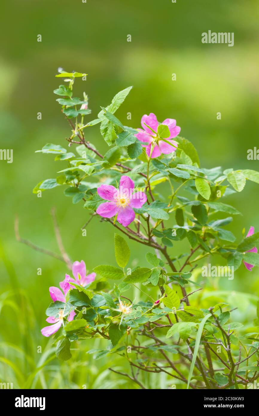 Prickly rose rosa acicularis hi-res stock photography and images - Alamy