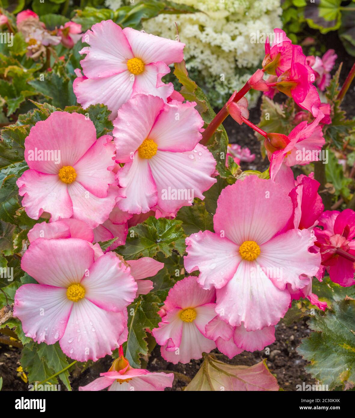 Pink flower begonia hi-res stock photography and images - Alamy