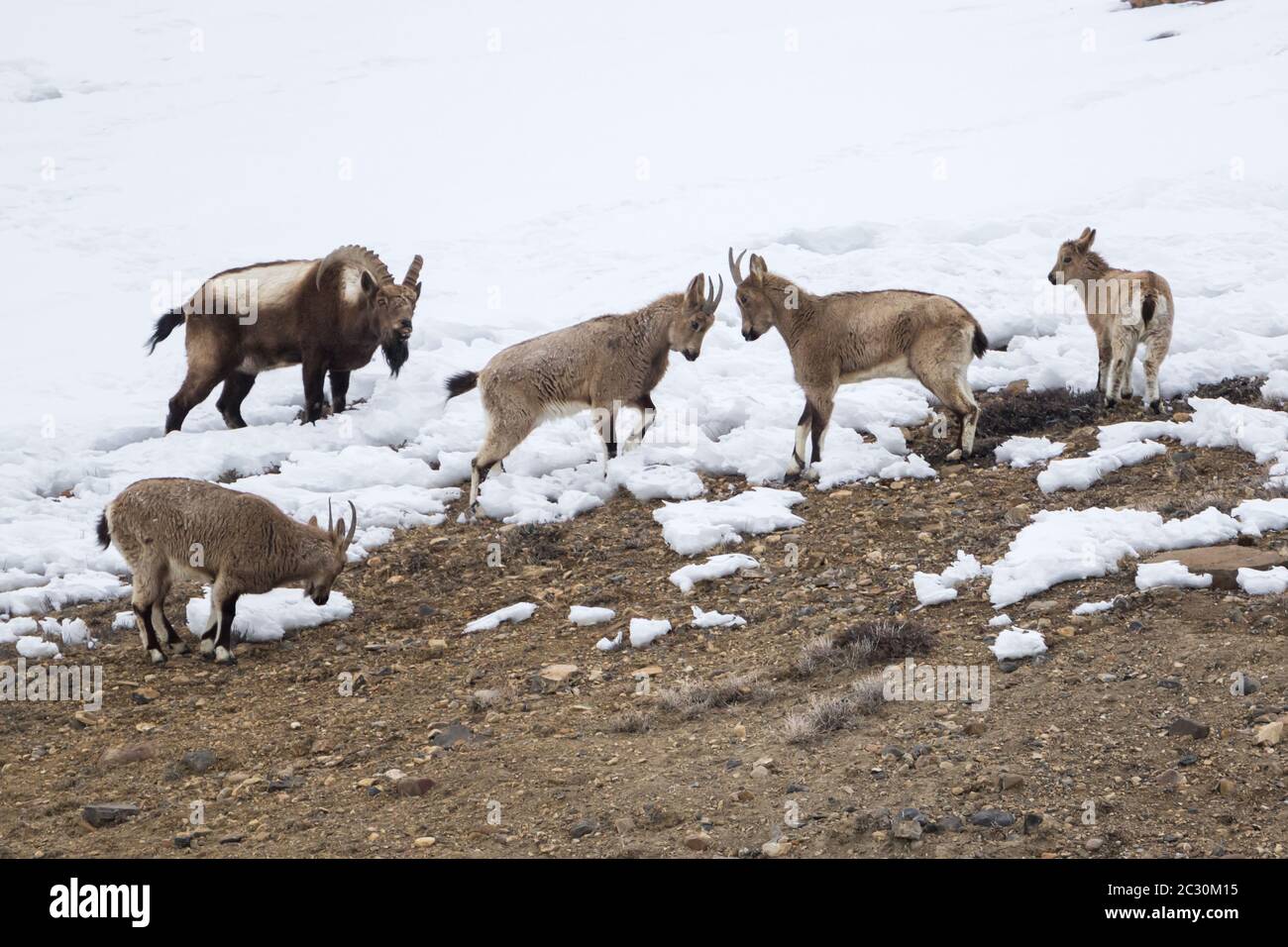 The Himalayan Ibex (Capra sibirica hemalayanus) in the himalaya ...