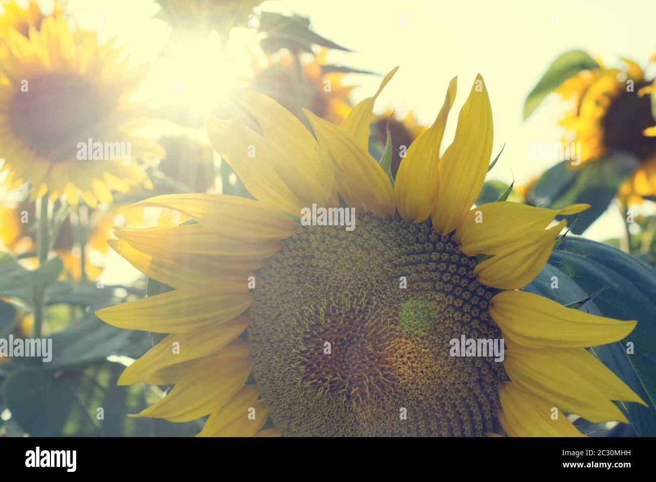 Sunflowers with sun behind hi-res stock photography and images - Alamy