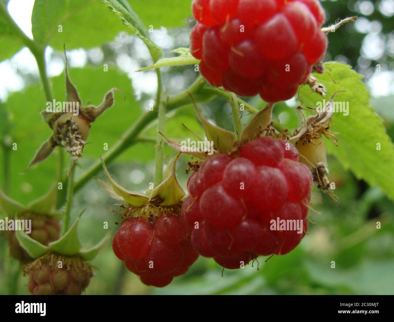 Rubus idaeus bush hi-res stock photography and images - Alamy