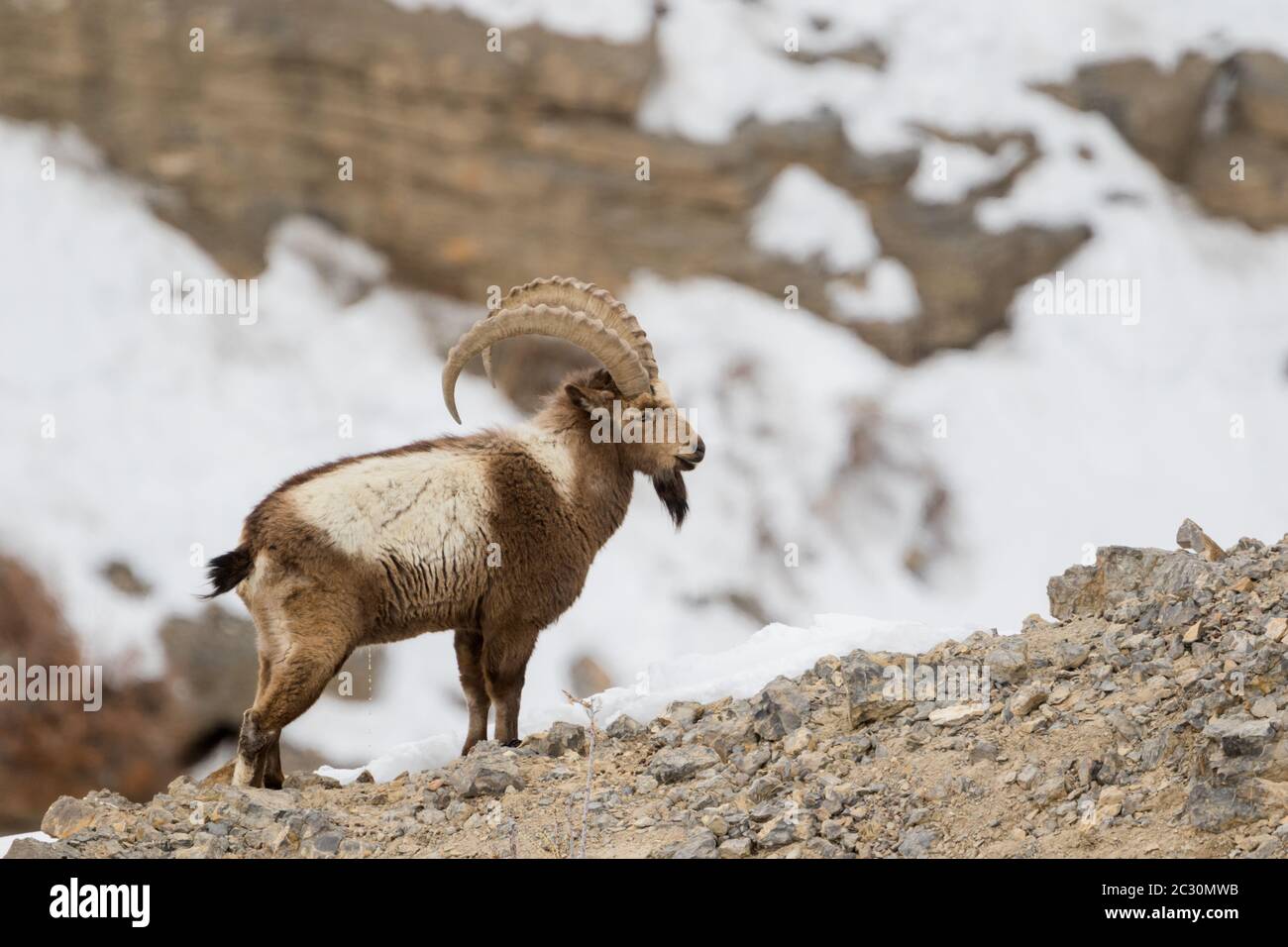 The Himalayan Ibex (Capra sibirica hemalayanus) in the himalaya mountain habitat near Kibber ...