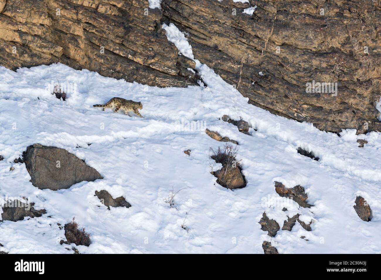 Wild snow leopard (Panthera uncia) in the himalaya mountain habitat ...