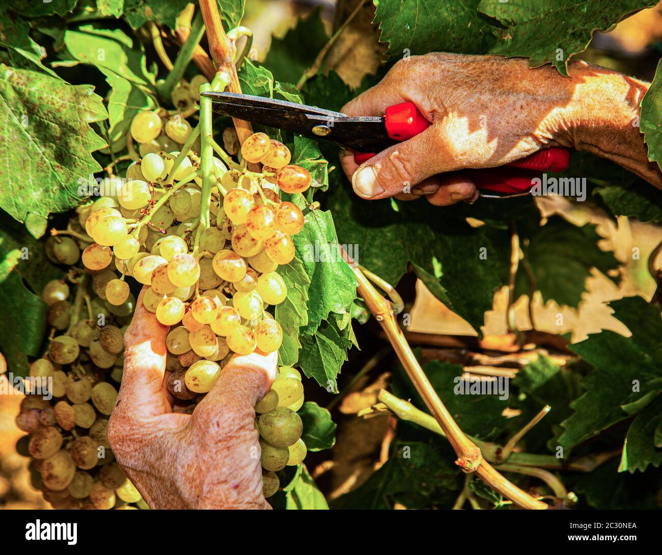 Hand cutting the bunch of grapes hi-res stock photography and images ...