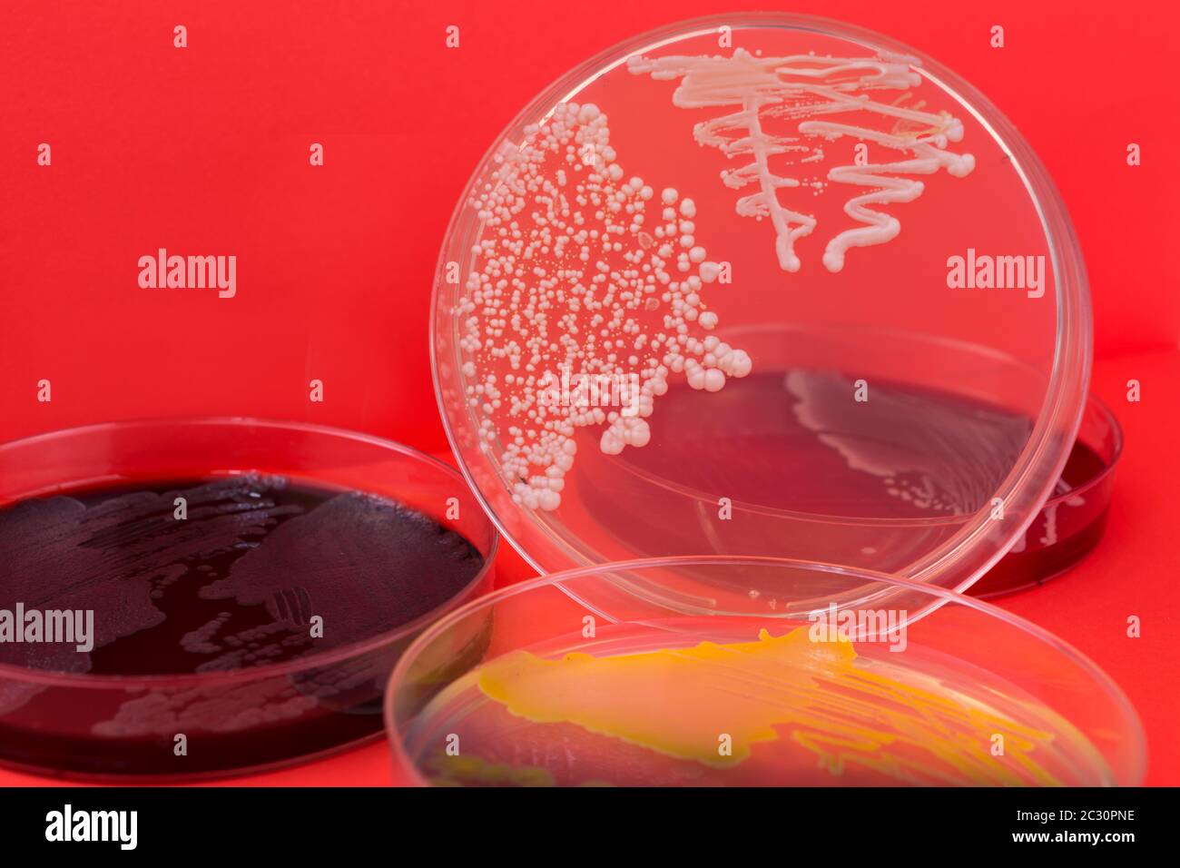 Penicillin petri dish hi-res stock photography and images - Alamy
