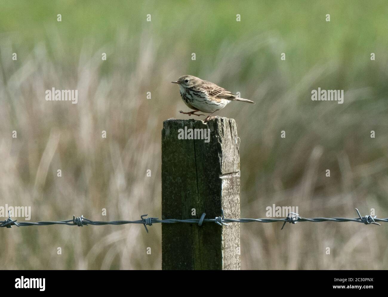 Pentland hills bird life hi-res stock photography and images - Alamy