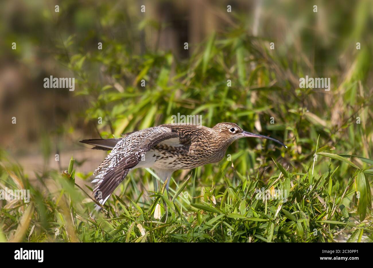 Eurasian curlew 'Numenius arquata' Stock Photo - Alamy