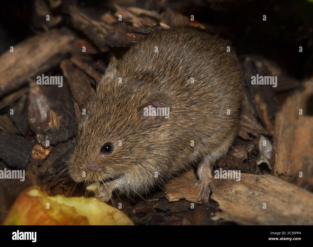 Field mouse 'Microtus arvalis' Stock Photo - Alamy