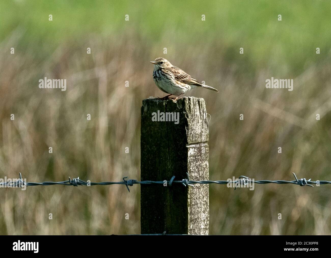 Lothian birding hi-res stock photography and images - Alamy