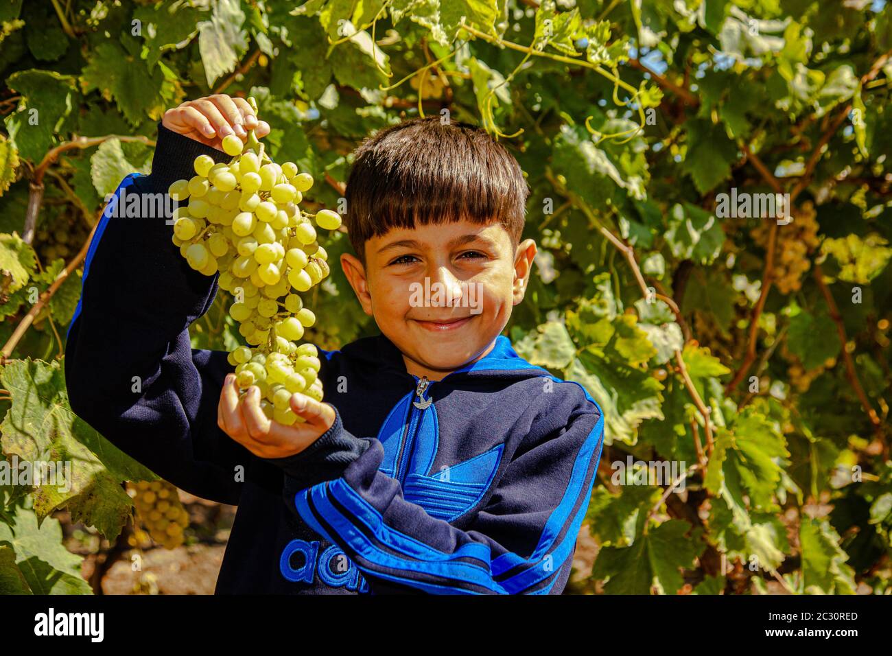 A kid holding a bunch of white grapes in the plantation Stock Photo - Alamy