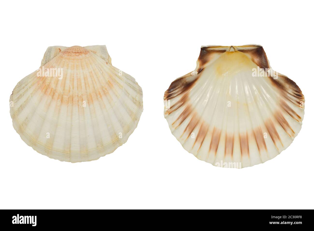 Water drops raindrops on Cut Out Stock Images & Pictures - Alamy