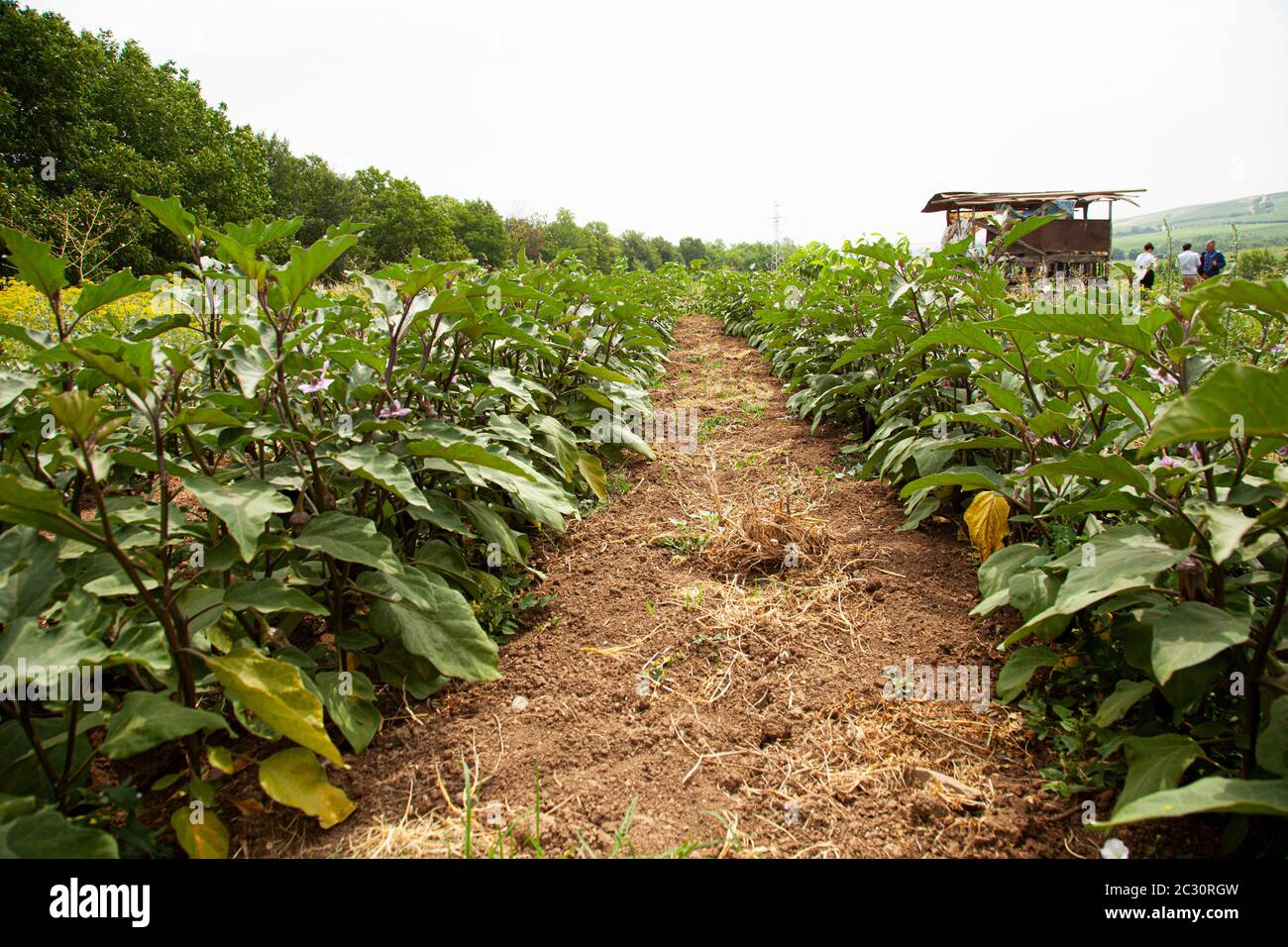 Small green plants growing in the plantation Stock Photo - Alamy