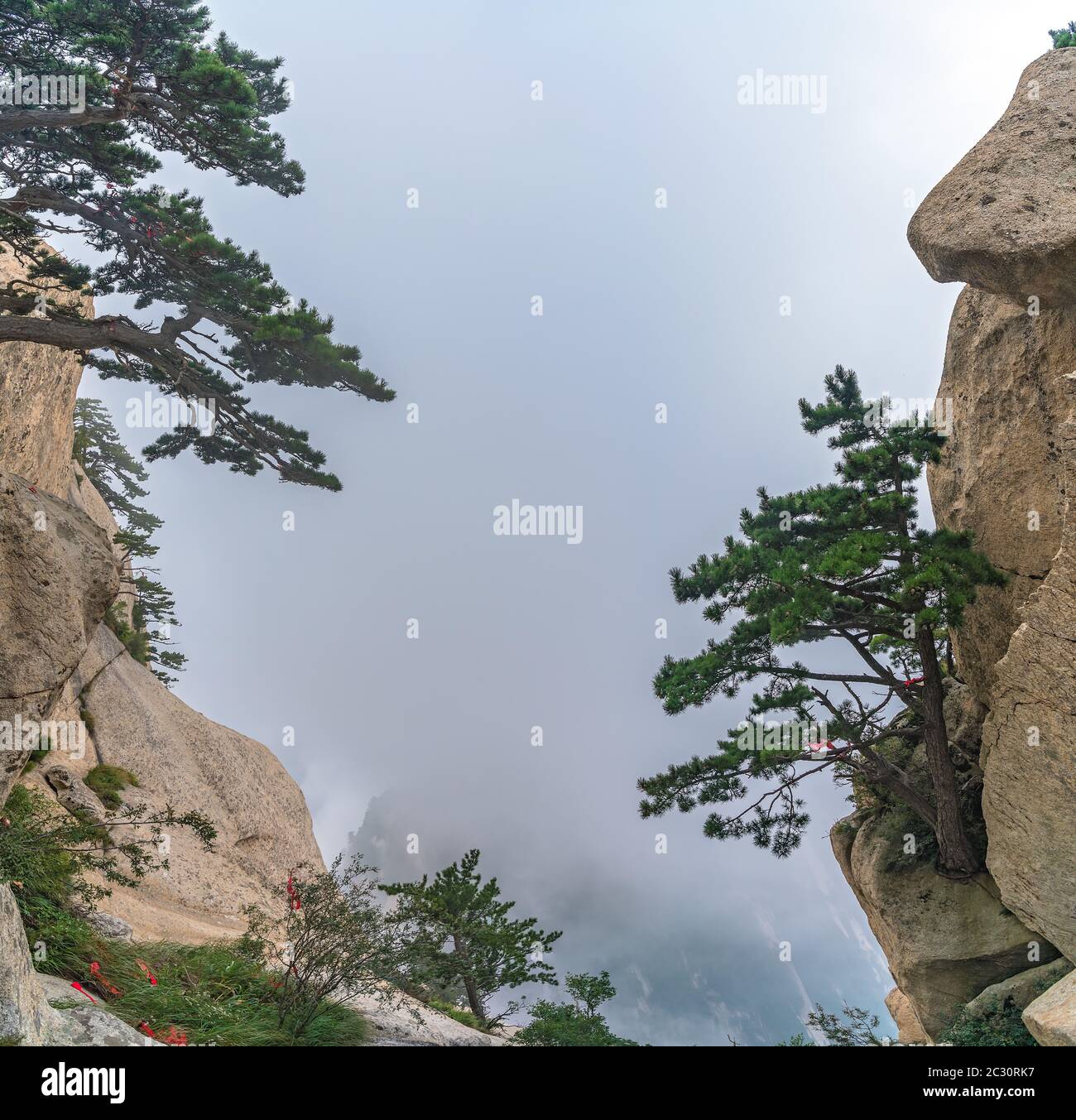 The pine trees growing on the precipice of the inspiring, sacred and ...