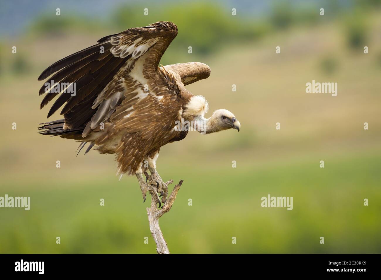 Fierce eurasian griffon, gyps fulvus, taking off from a dry tree in ...