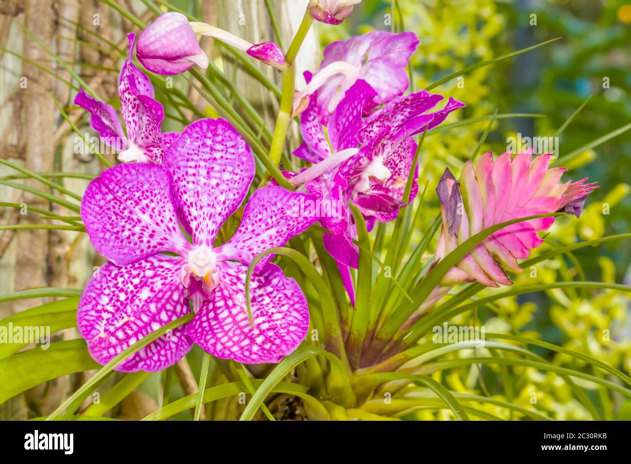 Florida botanical gardens hi-res stock photography and images - Alamy