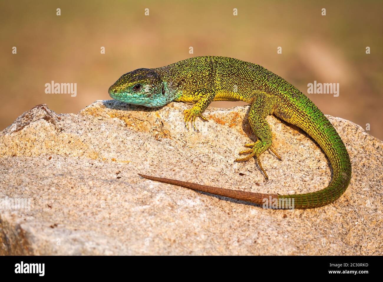 Full frame of european green lizard lying on a stone and basking in the ...