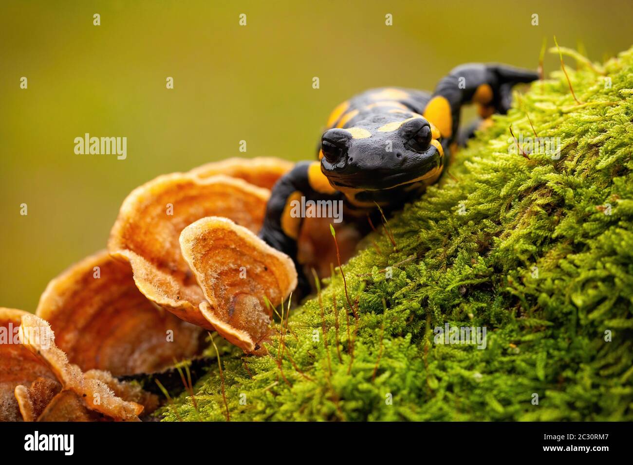 Close-up front view of a fire salamander, salamandra salamandra, on wet ...