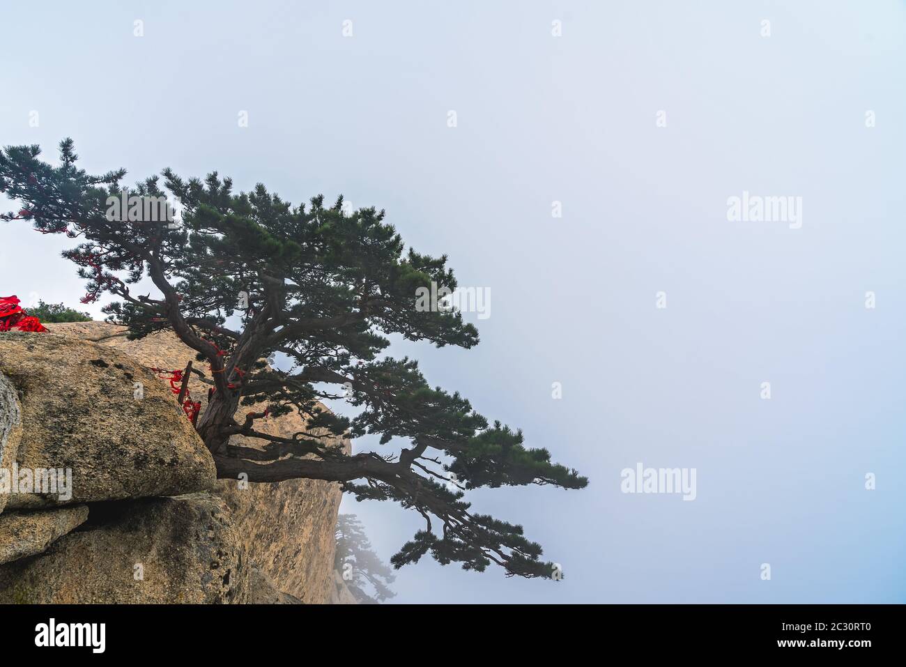 The lonely pine tree growing on the precipice of the inspiring, sacred ...