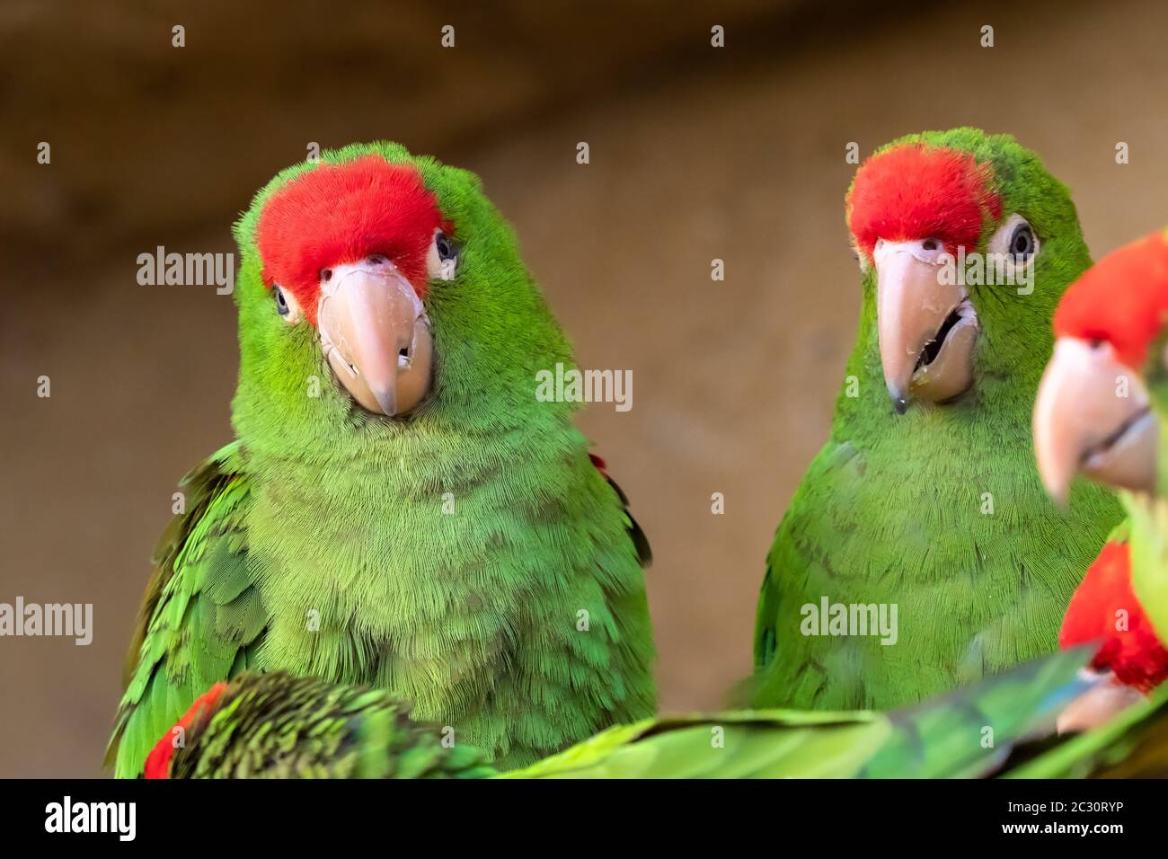 Group of parrots hi-res stock photography and images - Alamy
