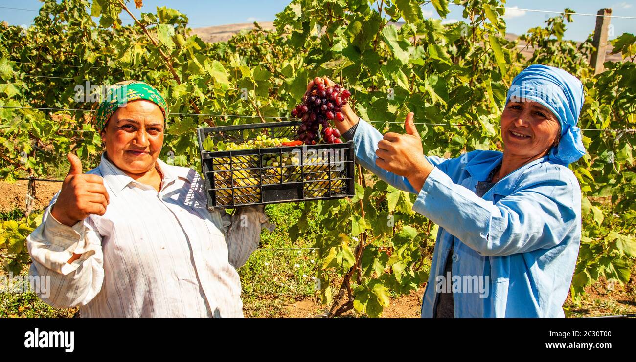 Female farmers gathering grape bunches Stock Photo - Alamy