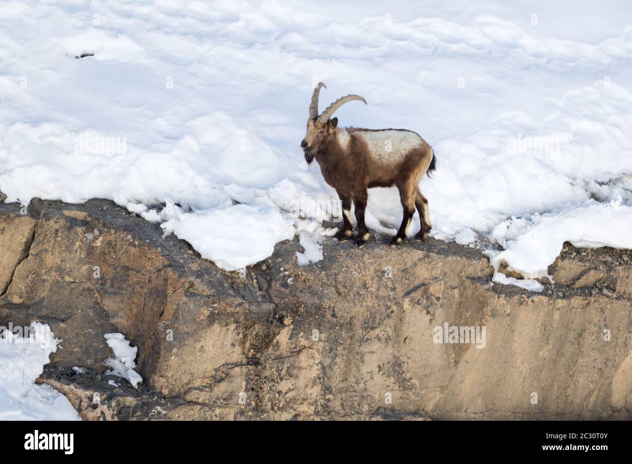 The Himalayan Ibex (Capra sibirica hemalayanus) in the himalaya ...