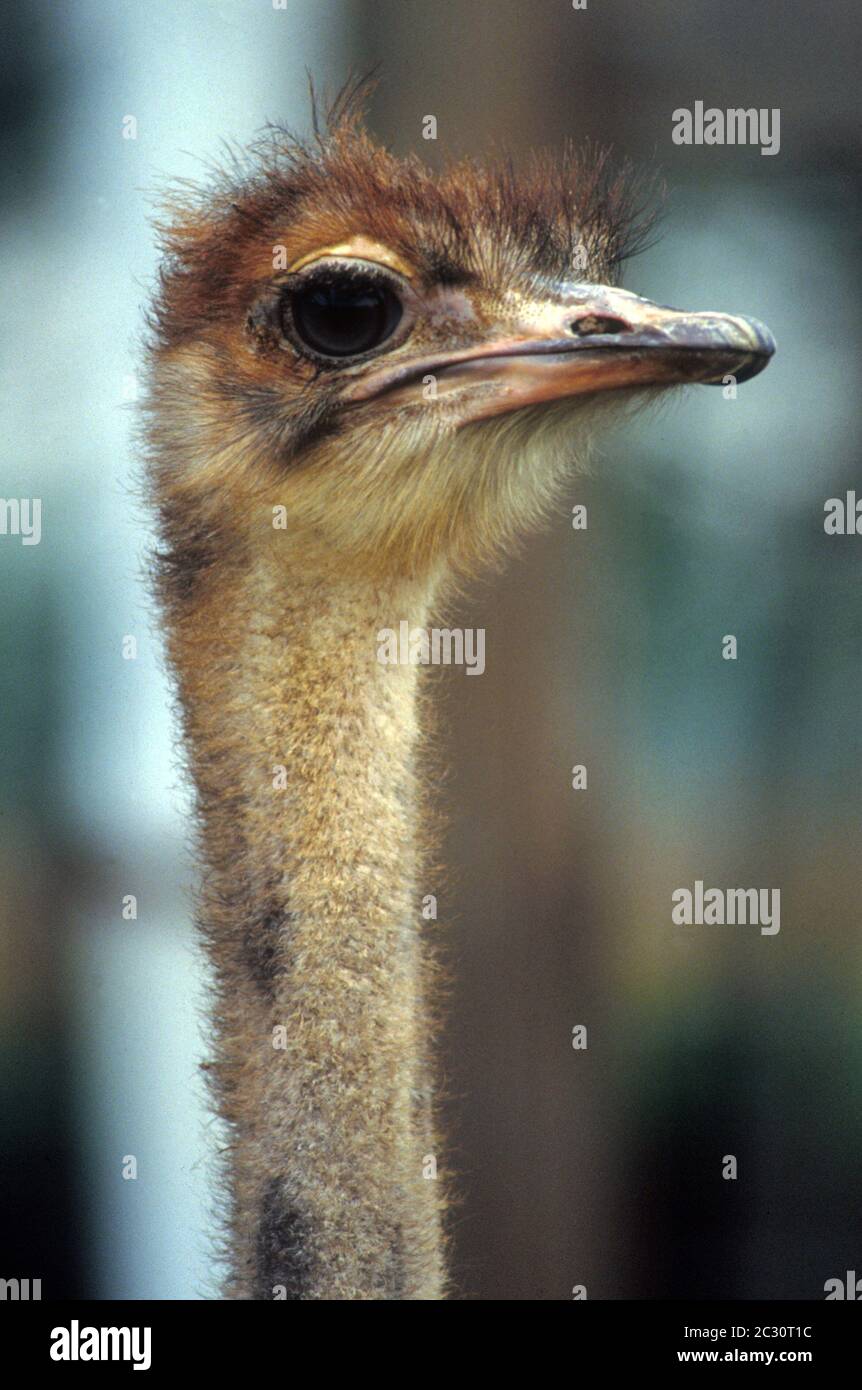 Ostrich portrait showing its large eyes and long eyelashes, its flat ...