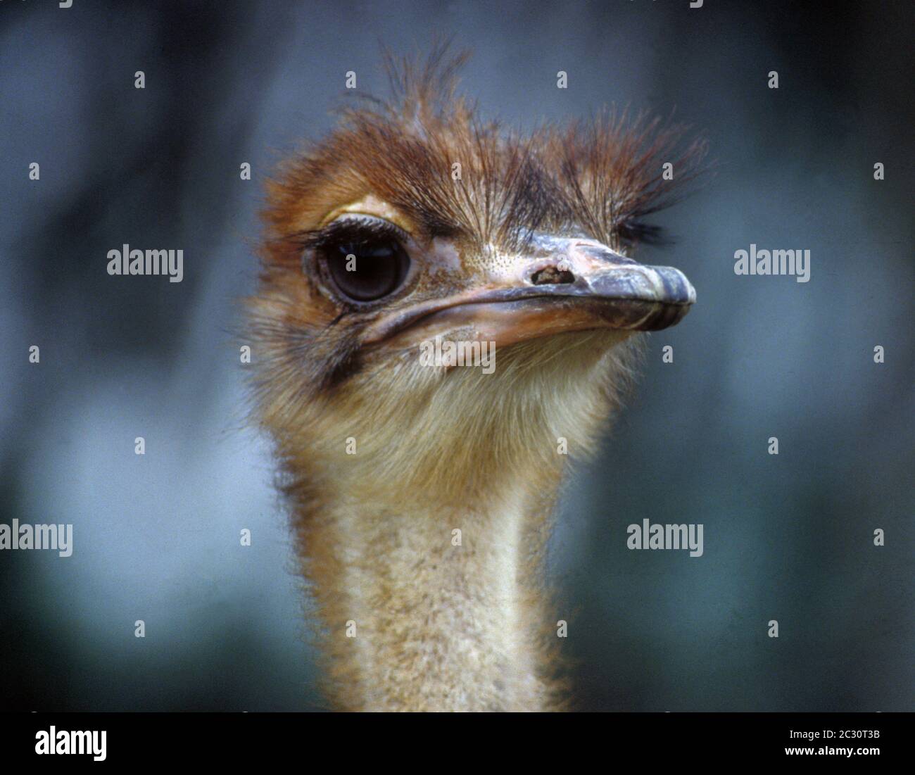 Ostrich portrait showing its large eyes and long eyelashes, its flat ...