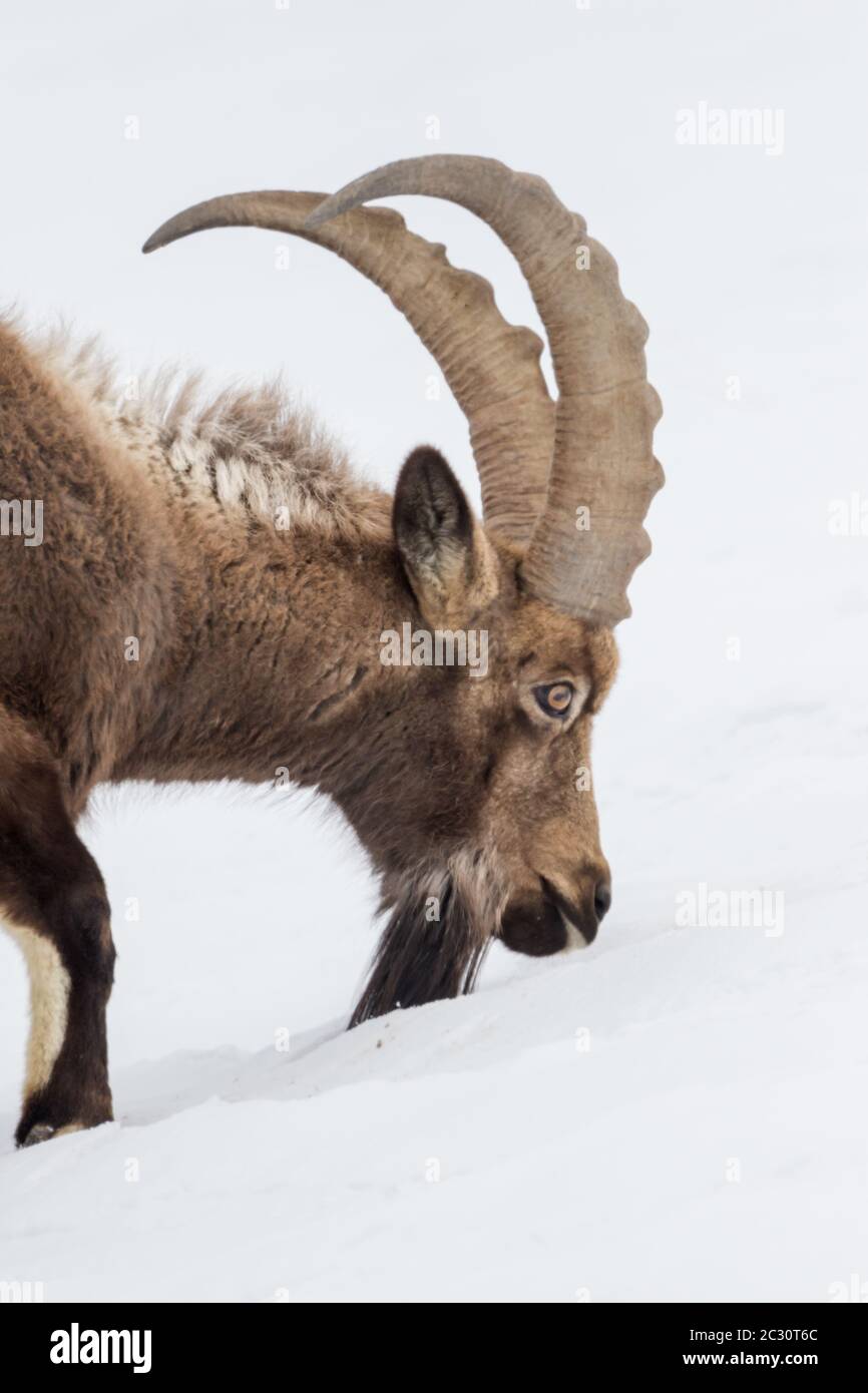 The Himalayan Ibex (Capra sibirica hemalayanus) in the himalaya ...