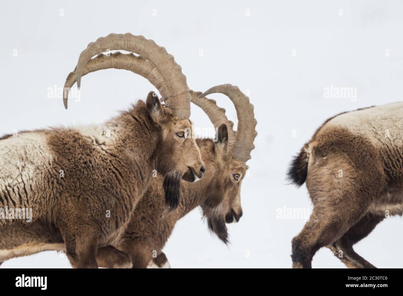 The Himalayan Ibex (Capra sibirica hemalayanus) in the himalaya ...