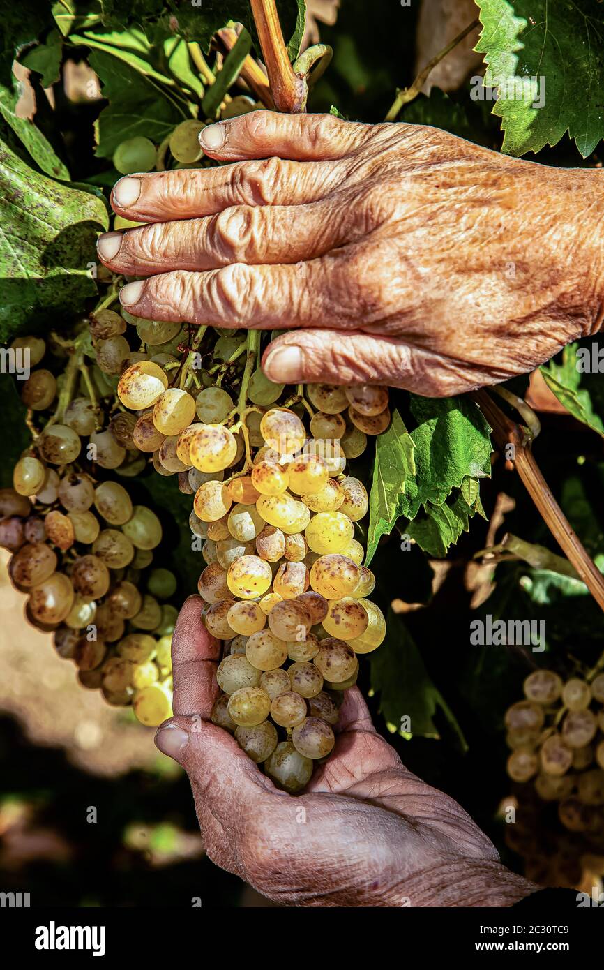 An old man holding a bunch of white grapes Stock Photo - Alamy