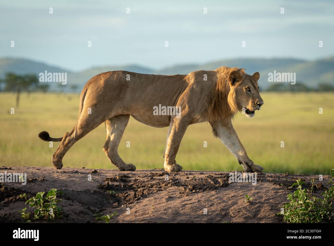 Male lion crossing dirt mound in sunshine Stock Photo - Alamy
