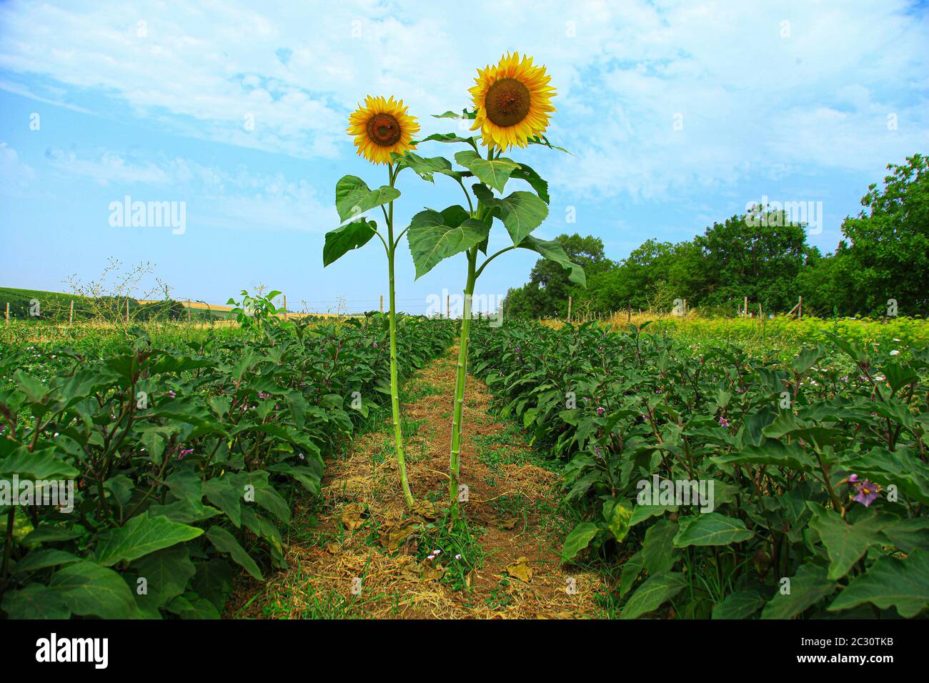 Two sunflowers growing across green plants Stock Photo - Alamy