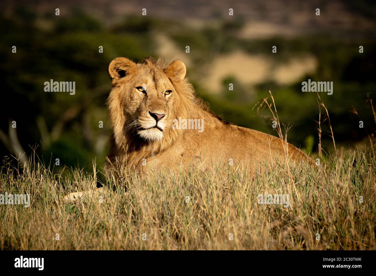 Male lion lies in grass looking back Stock Photo - Alamy