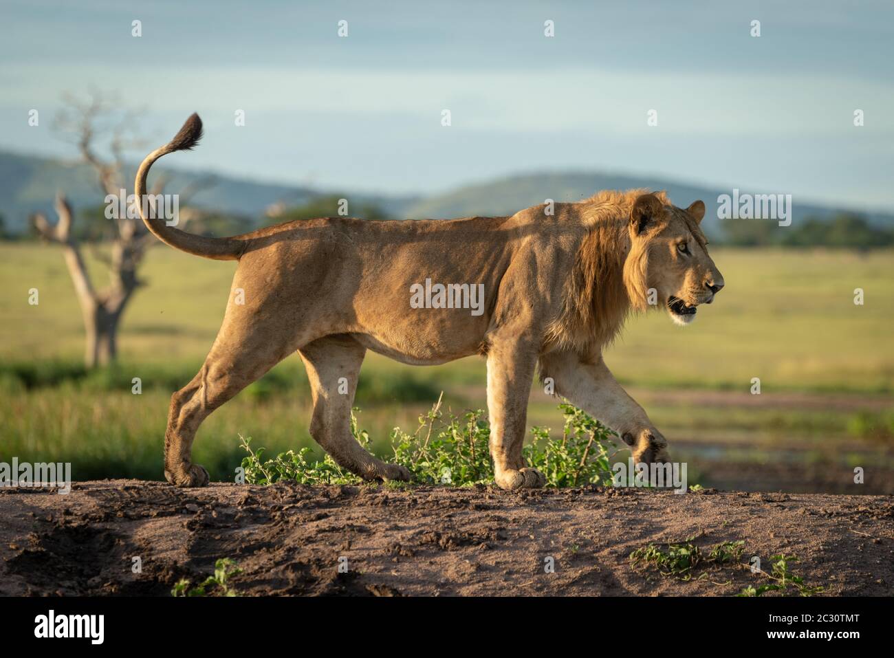 Male lion crosses dirt mound in profile Stock Photo - Alamy