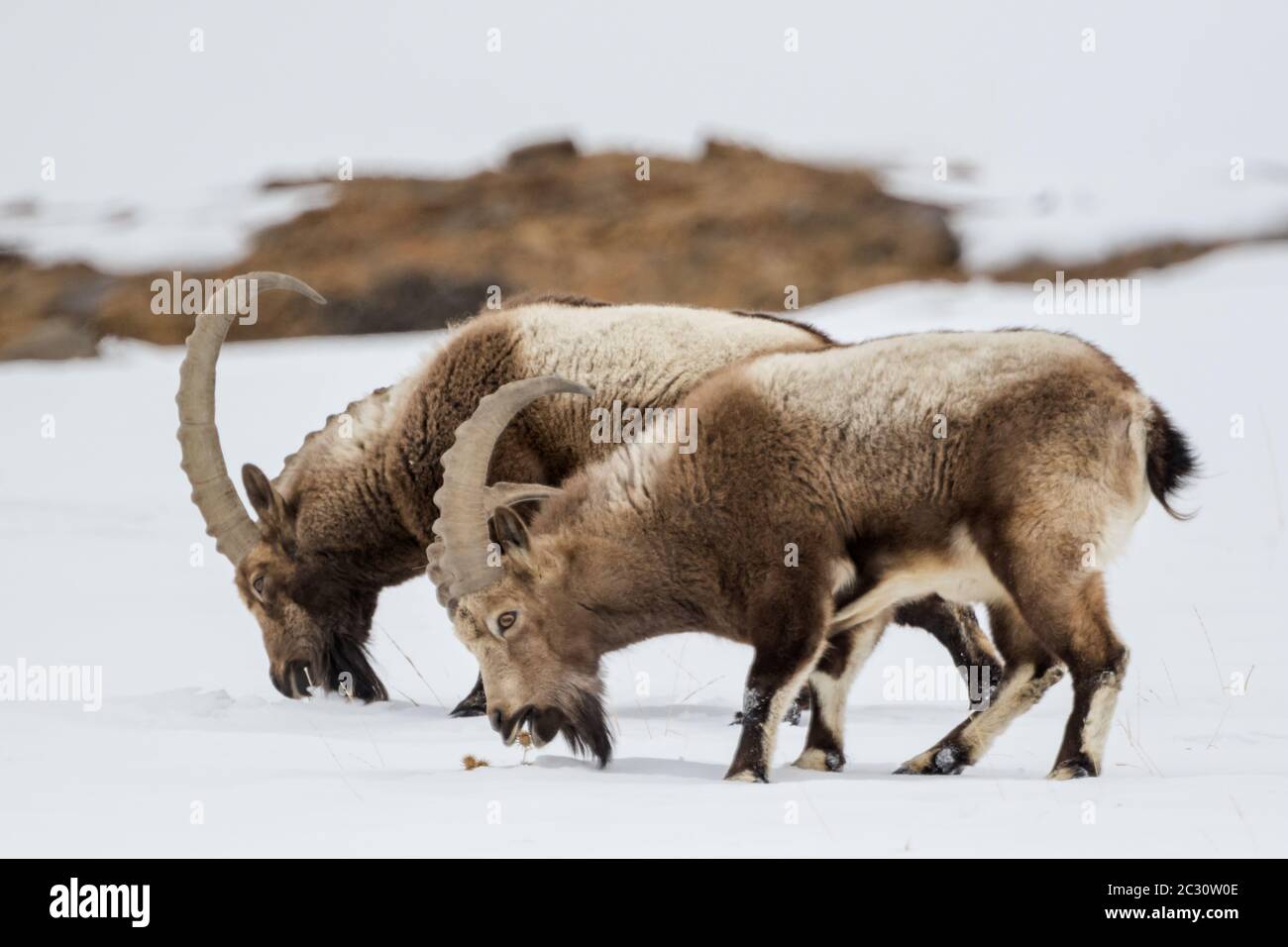 The Himalayan Ibex (Capra sibirica hemalayanus) in the himalaya ...