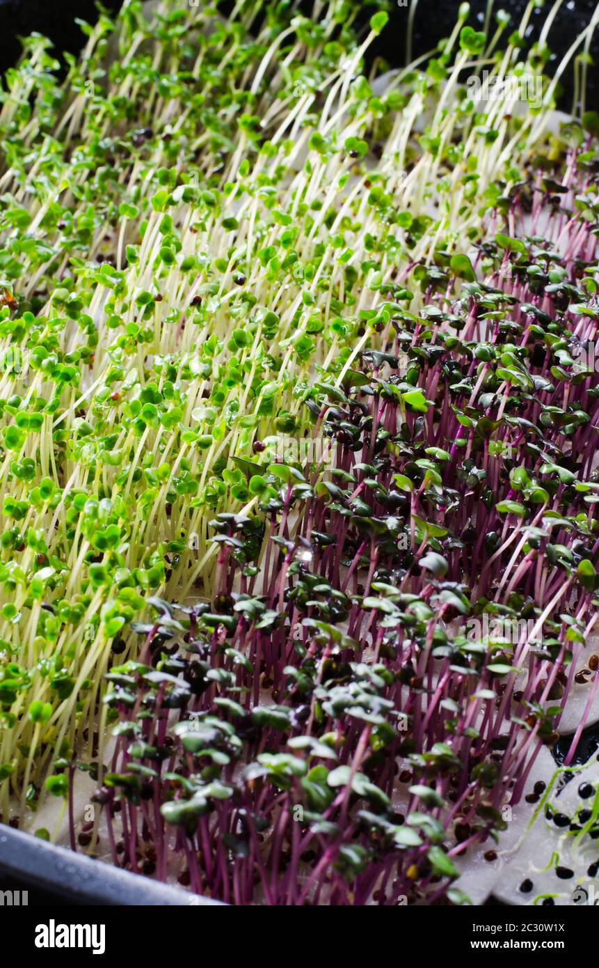 Mixed micro greens is grown at home. Healthy and fresh micro greens ...