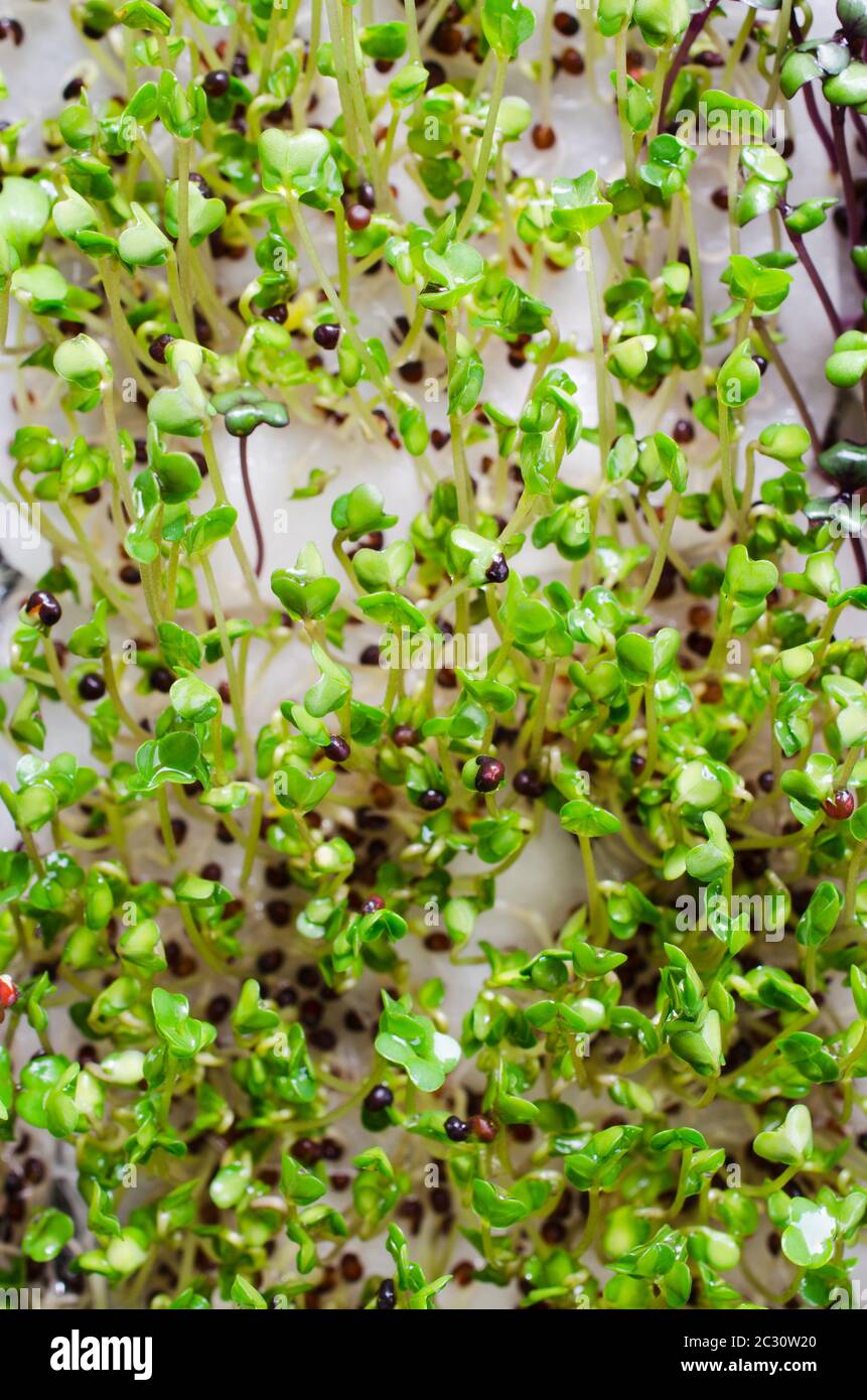 Micro greens is grown at home. Healthy and fresh micro greens sprouts ...