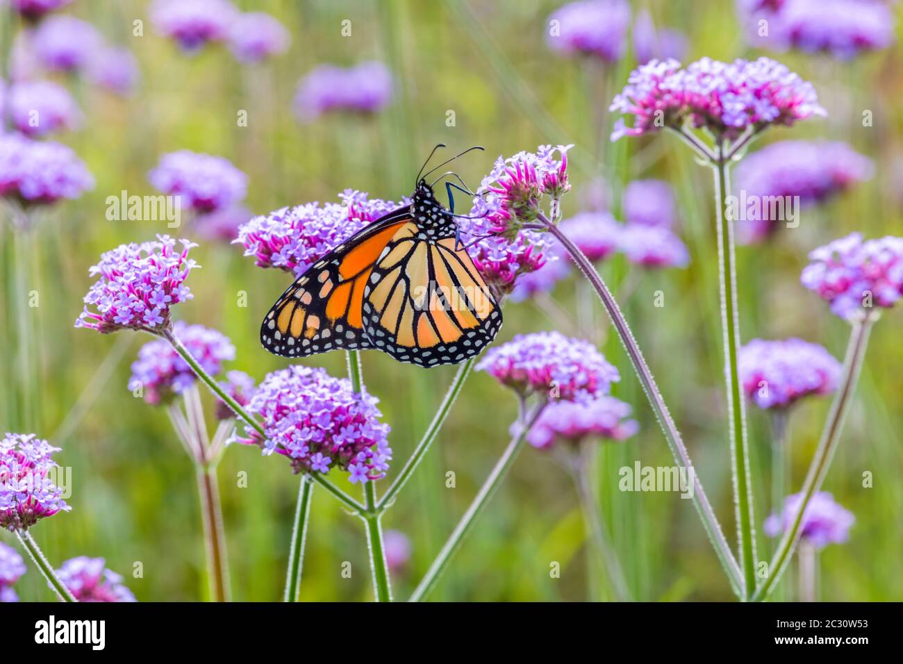 Monarch butterfly (Danaus plexippus) perching on wildflower, Boothbay ...
