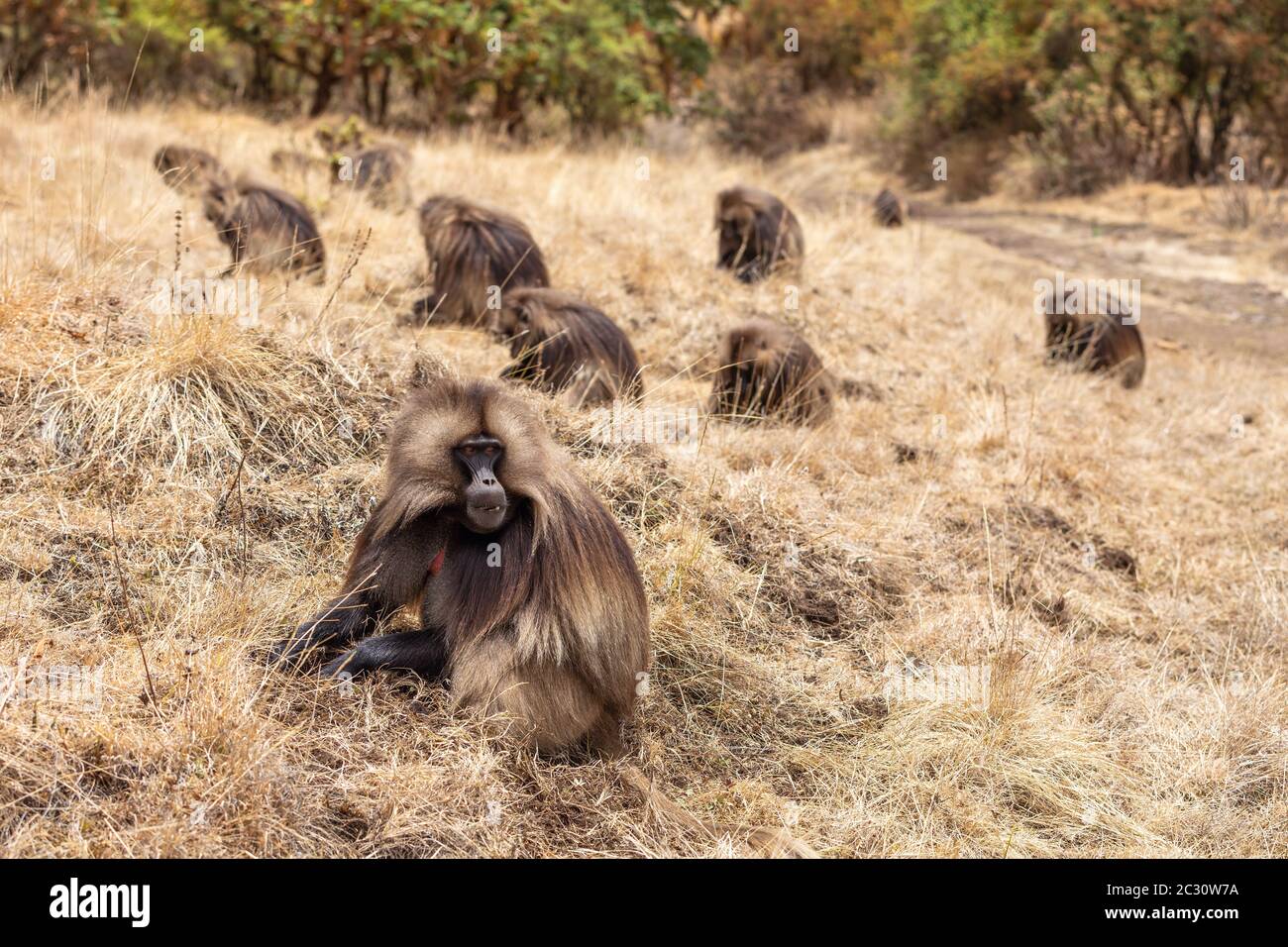 male group of endemic animal Gelada monkey feeding on grassland ...