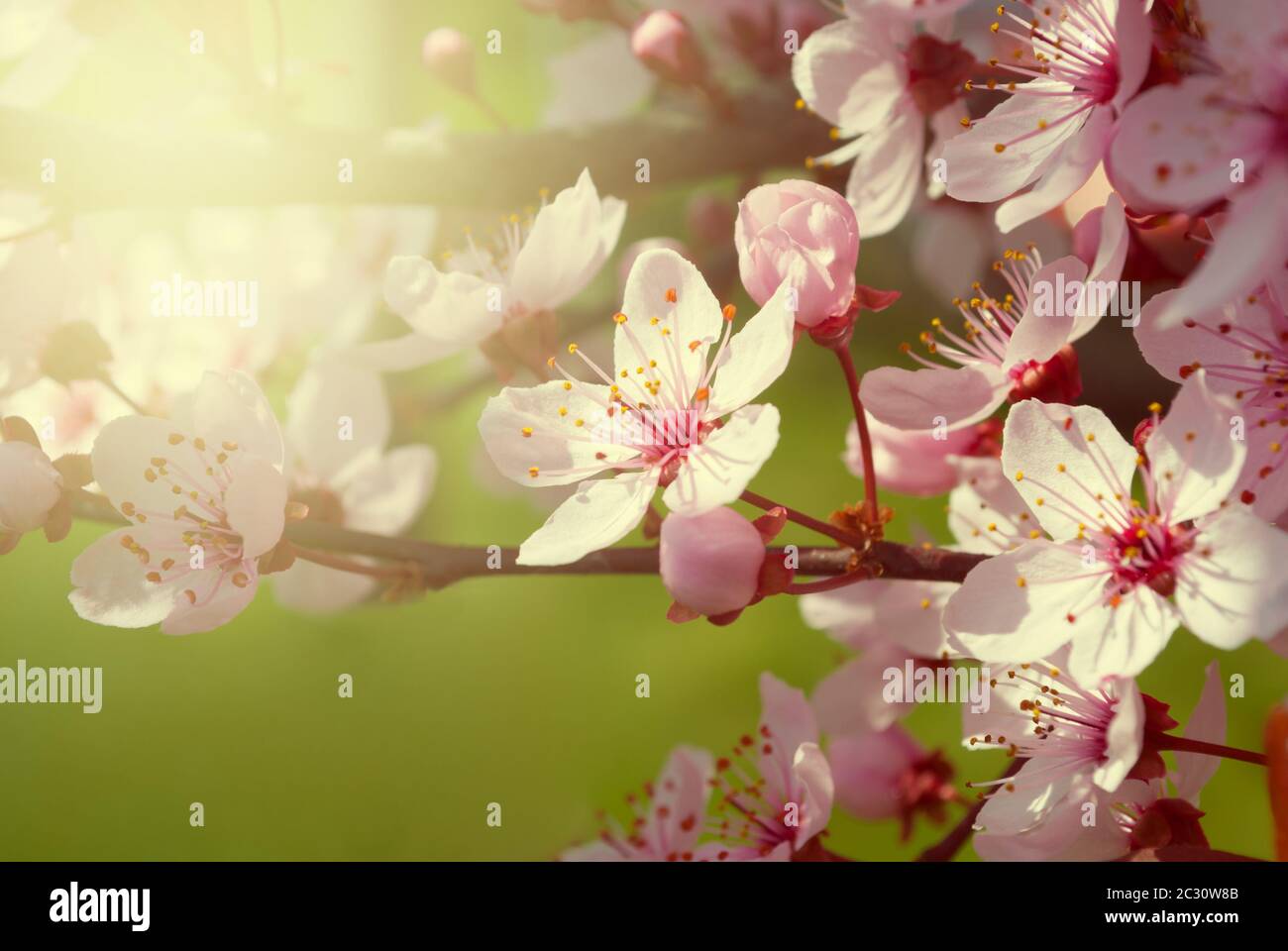 Spring blossom background with blooming tree and sun flare Stock Photo ...