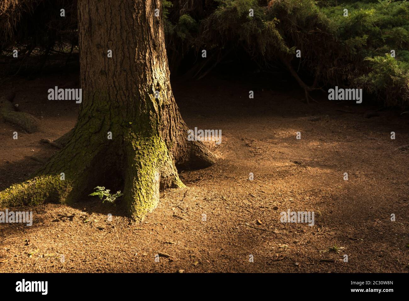 Old massive tree hi-res stock photography and images - Alamy