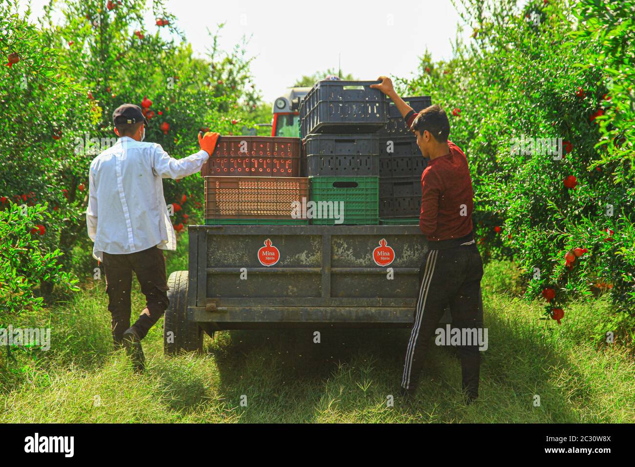 Farmers bringing plastic containers to the plantation zone Stock Photo ...