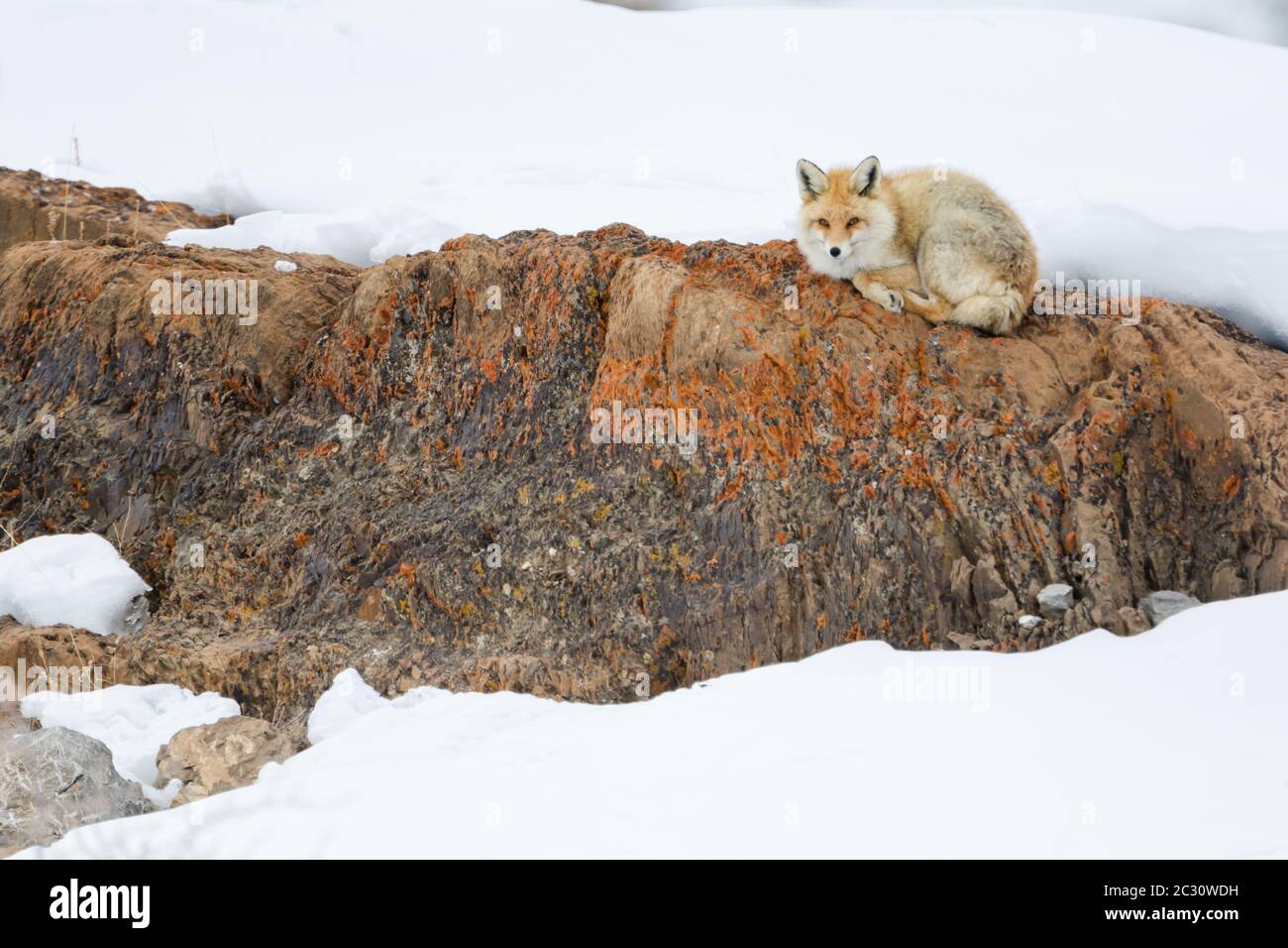 The red fox (Vulpes vulpes) in the himalaya mountain habitat near ...