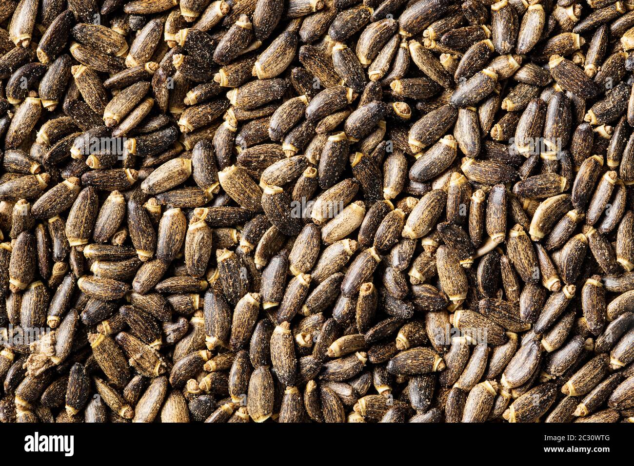 Milk thistle seeds. Pattern of seeds. Top view Stock Photo - Alamy