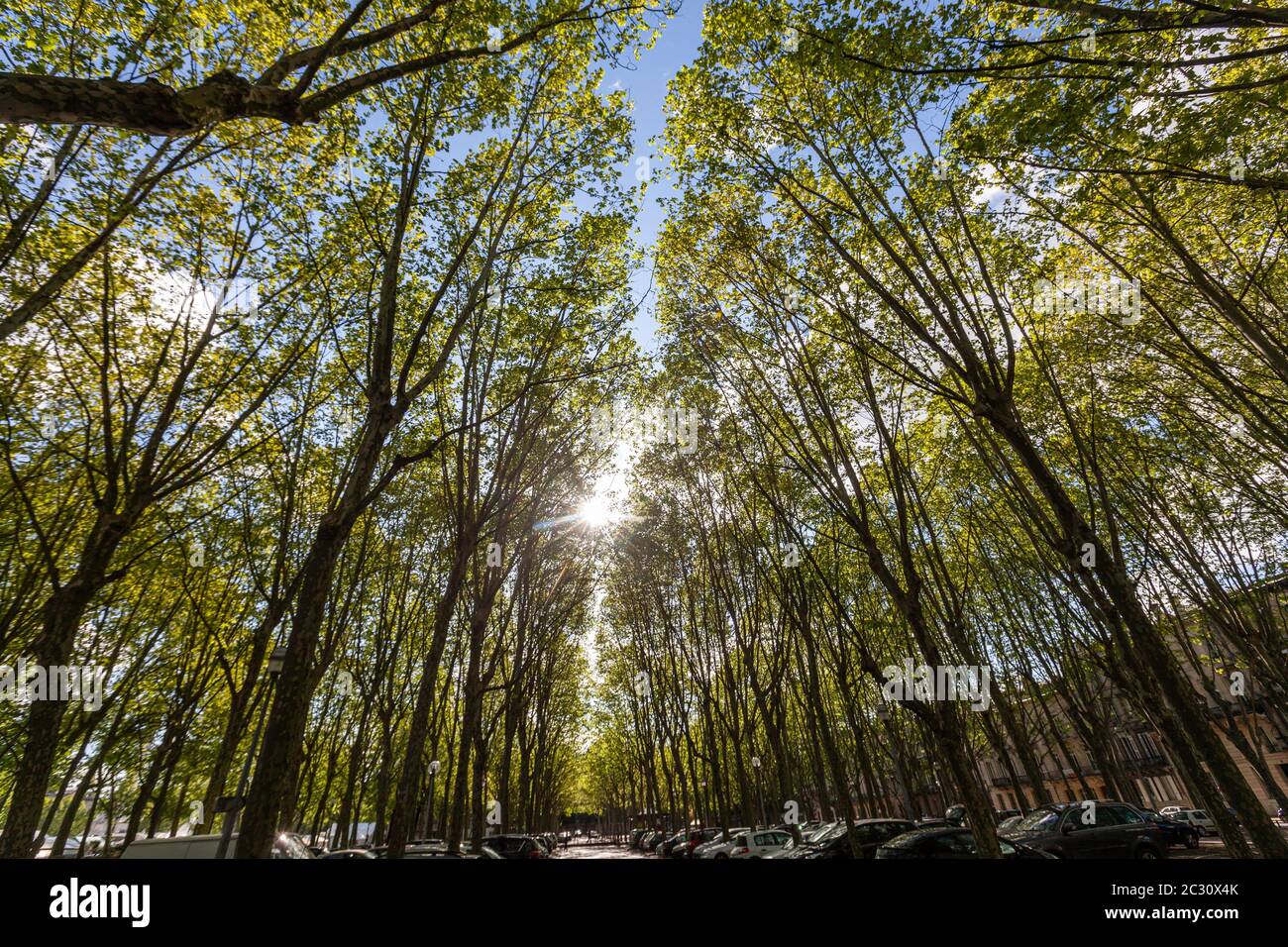 Rows of trees in Place des Quinconces, Bordeaux, Gironde, Aquitaine ...
