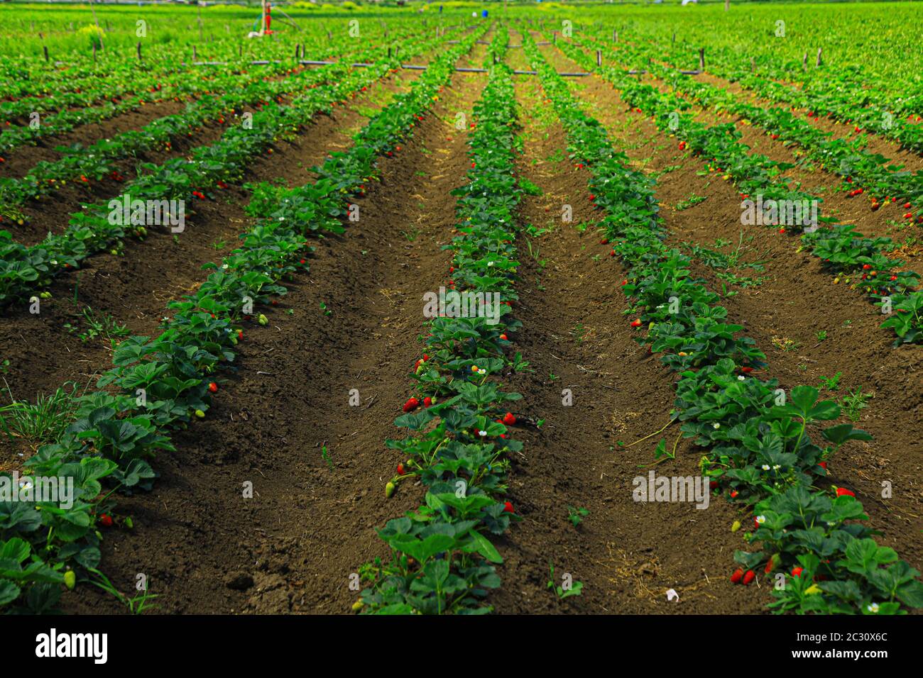 Good plantation hi-res stock photography and images - Alamy